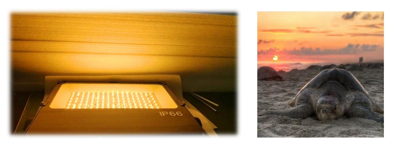 Turtle Friendly Yellow Flood Light - Lumievo | Manufacturer of ...